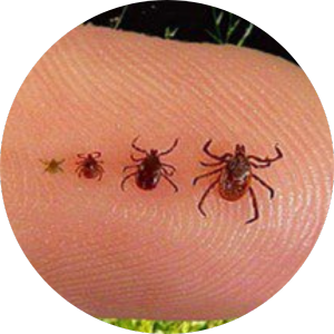 Why should we be concerned about ticks?